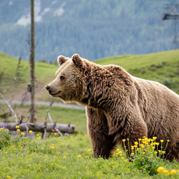 Arosa Bear Sanctuary| Bear Experience World in the Arosa Mountains