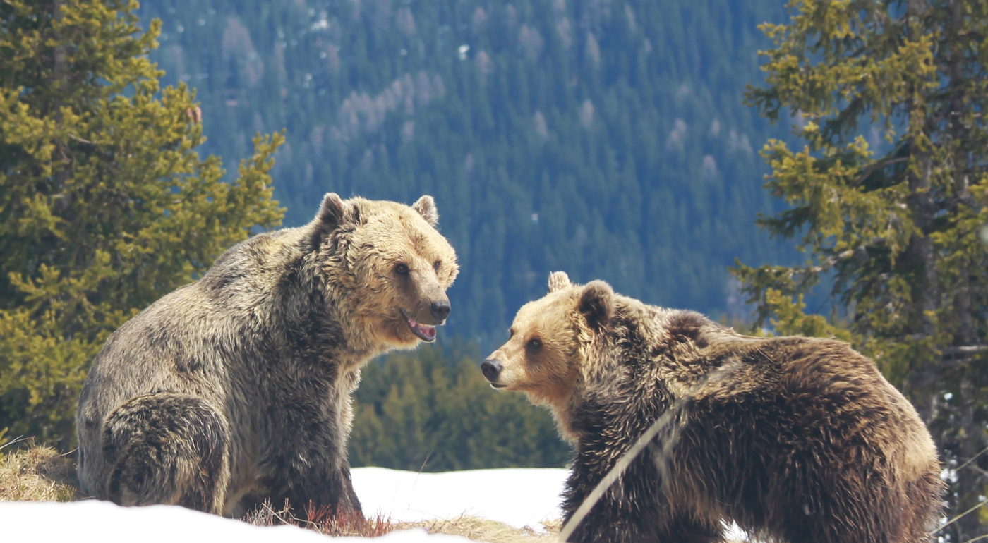 Sam & Jamila |Arosa Terre des Ours