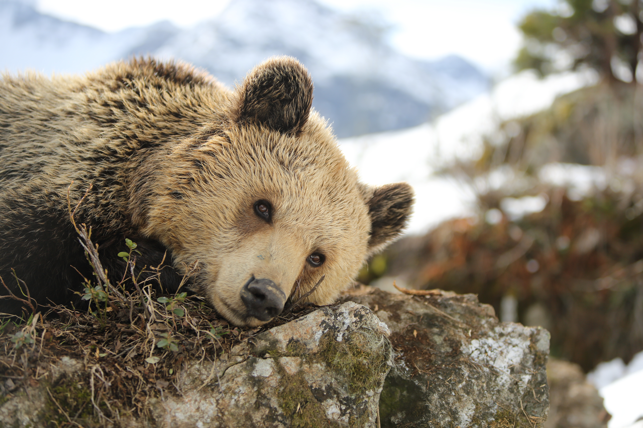 Our Bears | Arosa Bear Sanctuary